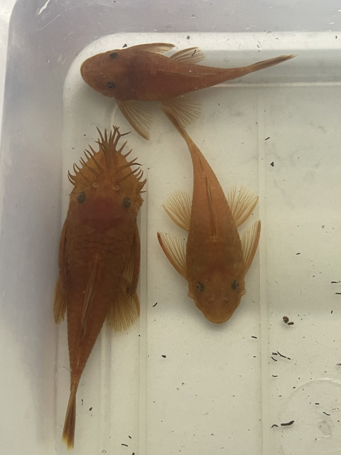 Super reds breeding trio, display peacock cichlids, lake malawi halp ...