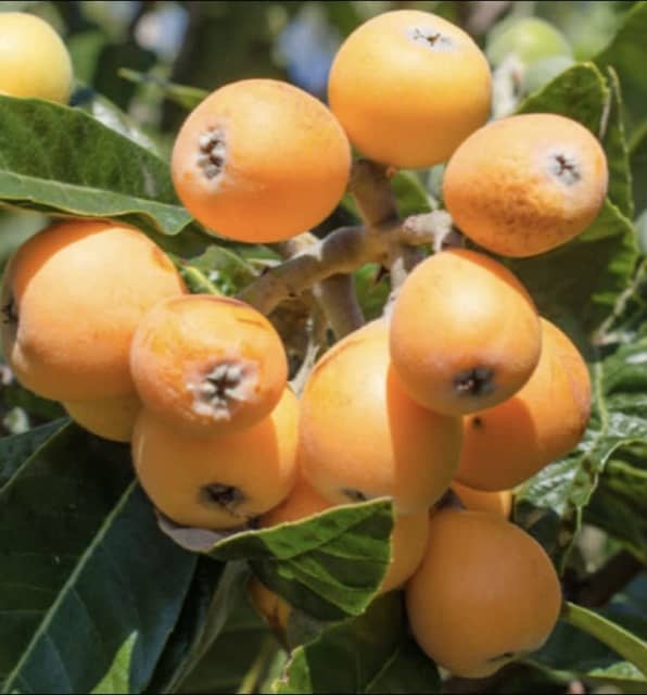 Loquat tree - Plants in Toorak Gardens SA | Gumtree Australia