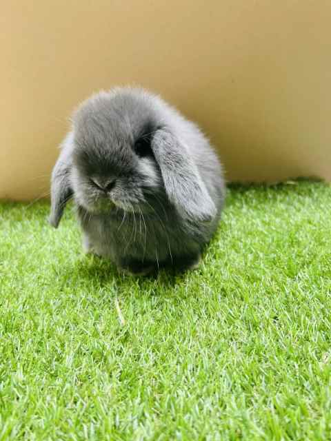 Purebred Mini Lop Baby bunnies looking for a loving home 🏡 | Rabbits ...