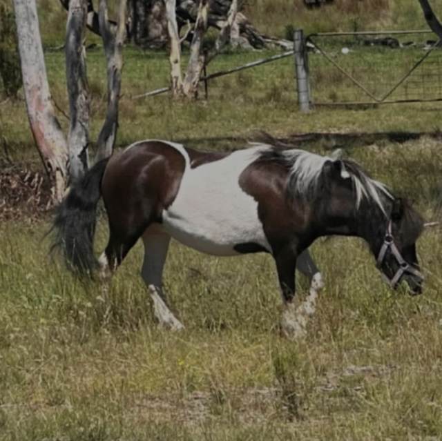 Pinto Shetland filly | Horses & Ponies | Gumtree Australia Goulburn ...