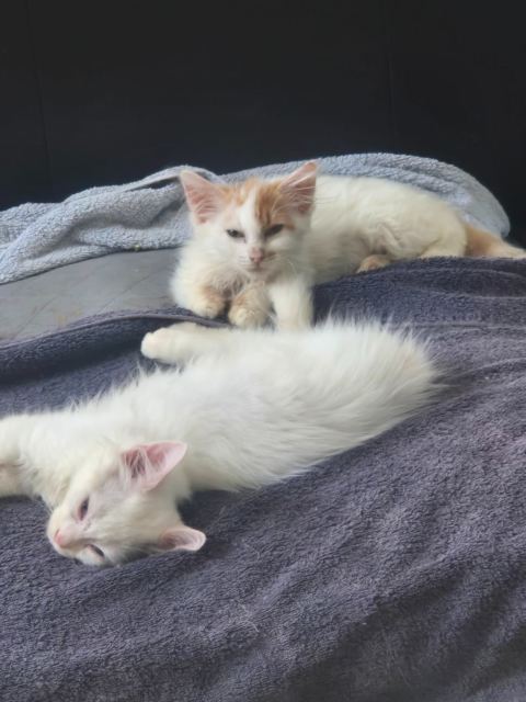 Gorgeous 12 week old kittens. Desexed and 1st Vaccine | Cats & Kittens ...