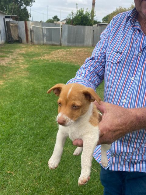 Fox terrier X Jack Russell | Dogs & Puppies | Gumtree Australia Dubbo ...