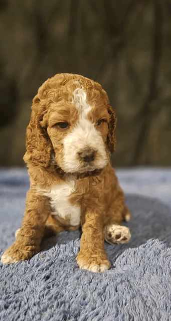 Spoodle - Cockapoo | Dogs & Puppies | Gumtree Australia Ipswich City ...