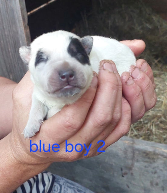 Red/Blue Heeler Puppies | Dogs & Puppies | Gumtree Australia Tasmania ...