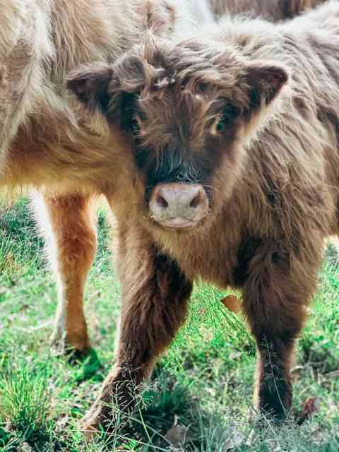 Mini polled highland cows | Livestock | Gumtree Australia Tweed Heads ...