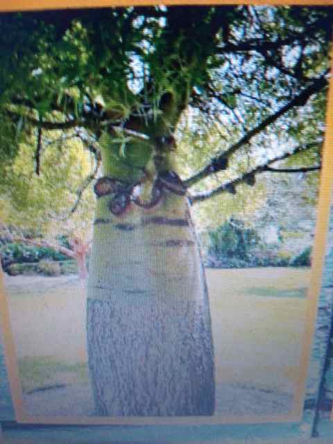 PENDING FREE BOTTLE TREE PICKUP AT BANORA POINT NSW - Plants in Tugun ...