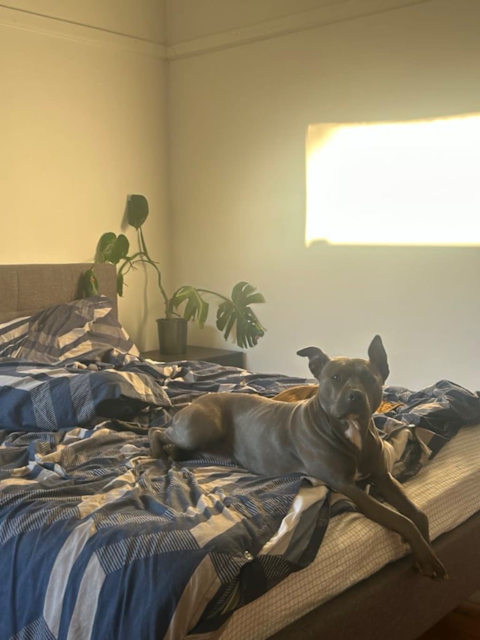 Beautiful American Staffy | Dogs & Puppies | Gumtree Australia ...