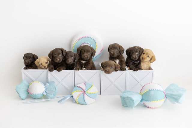 Mini Labradoodle puppies! 8 weeks old & Ready for new homes | Dogs ...