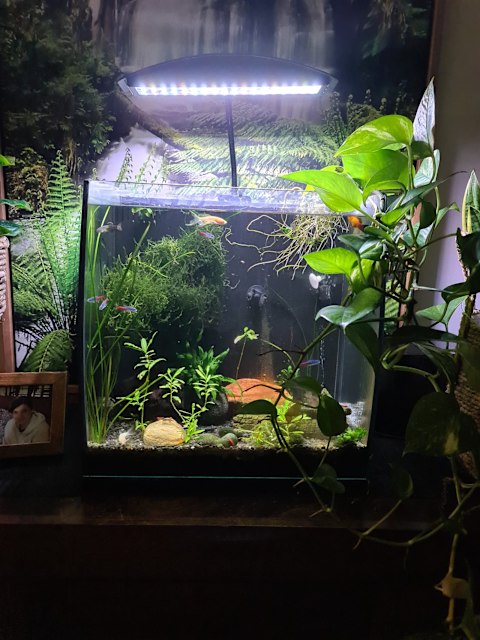 Arc 46L curved fish tank, accesso plus fish sold separately as a group ...