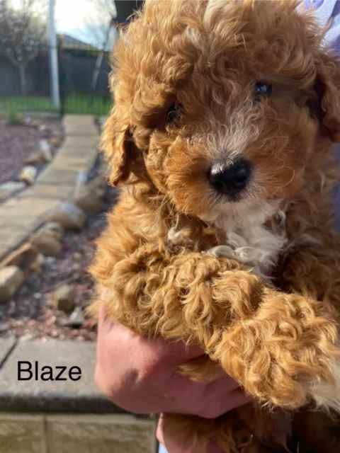 F1B Cavoodles 🧬DNA Clear READY NOW | Dogs & Puppies | Gumtree Australia ...