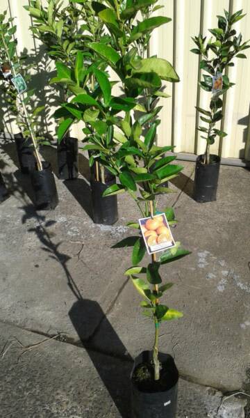 Grafted Citrus in bags - Plants in West Ballina NSW | Gumtree Australia