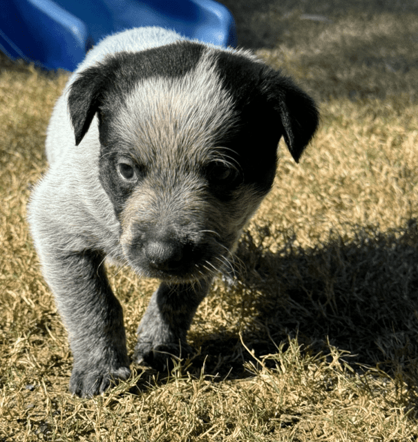 Purebred Australian Stumpy Tail Cattle Dog Puppies-Negotiable on Price ...