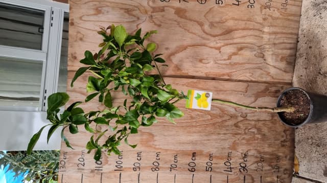Full size grafted fruiting Eureka lemon tree in 20cm pot - Plants in ...
