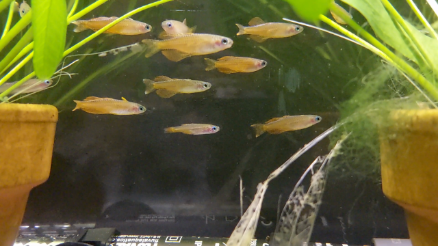 Locally bred CPDs, Forktail Blue-Eye Furcata, Peppermint bn, Red Neo ...