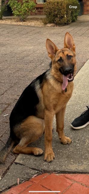 German Shepherd (7 months) | Dogs & Puppies | Gumtree Australia ...