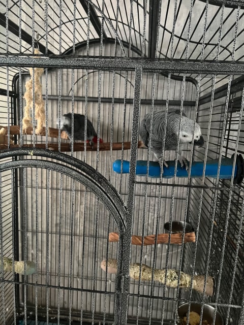 Amazon & African grey | Birds | Gumtree Australia Logan Area ...