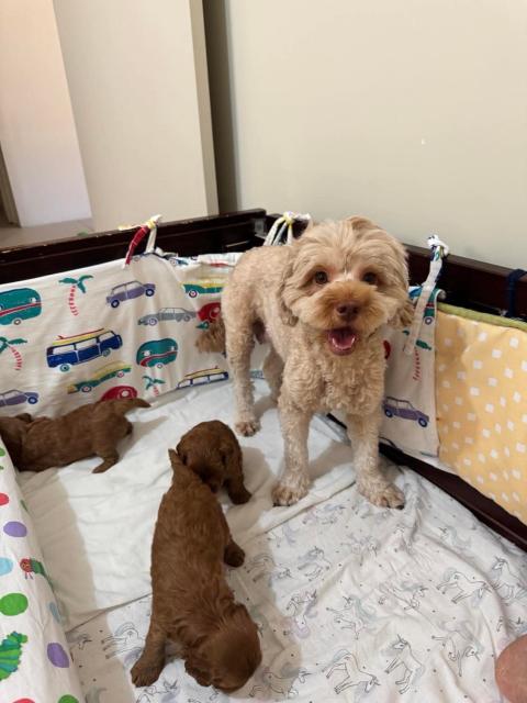 RED RUBY TOY CAVOODLE PUPPIES FB1 | Dogs & Puppies | Gumtree Australia ...