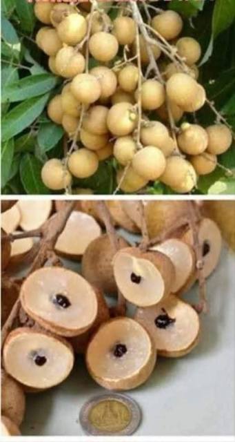 Longan Chompoo Rare Mature Dwarf Grafted Fruiting 9+yrs 2m in120ltp $6 ...