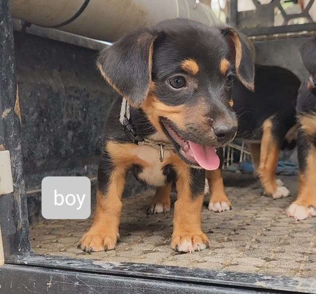 Kelpie x Foxy puppies | Dogs & Puppies | Gumtree Australia Gannawarra ...