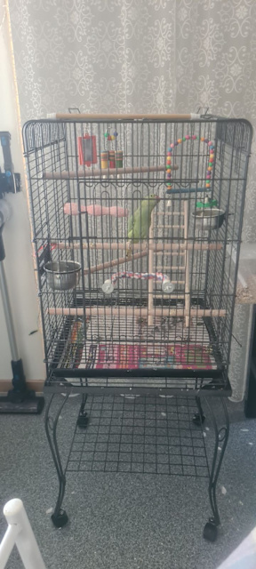 hand tame ring neck and cage | Birds | Gumtree Australia Darebin Area ...