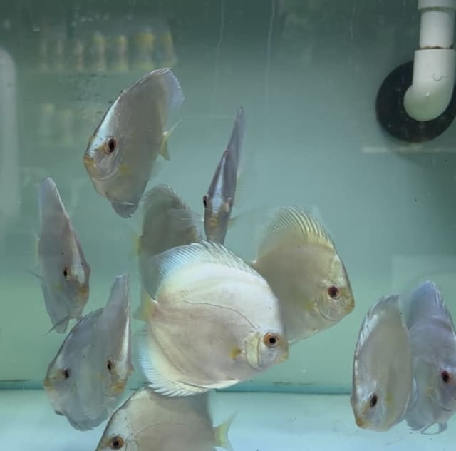 Blue Diamond Discus 5cm and 11cm | Fish | Gumtree Australia South Perth ...