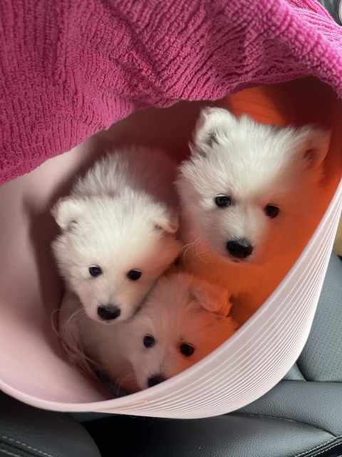 Pure breed Japanese Spitz pups | Dogs & Puppies | Gumtree Australia ...