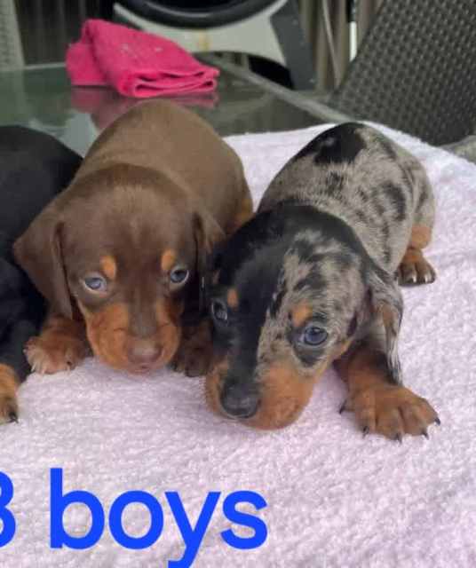True Miniature Dachshund or Dashie Puppies | Dogs & Puppies | Gumtree ...