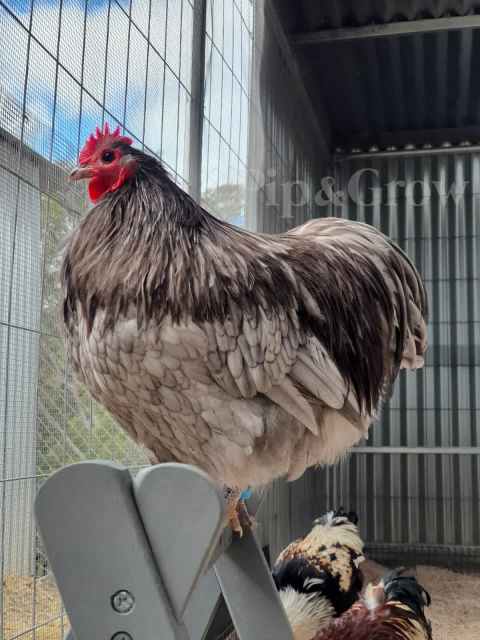 Blue Splash Bantam Orpington Fertile eggs & Dayold | Livestock ...