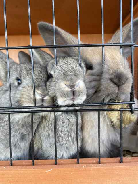 Mini Lop baby Rabbits | Rabbits | Gumtree Australia Moira Area ...