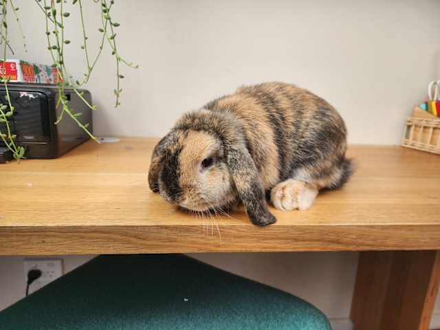 Mini lops for sale | Rabbits | Gumtree Australia Holdfast Bay - South ...