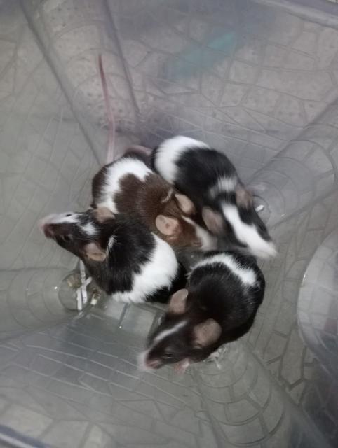 Friendly pet mice | Other Pets | Gumtree Australia Townsville Region ...