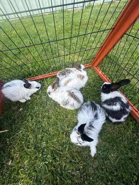 Flemish Giant/ Californian/ NZ Rabbits | Rabbits | Gumtree Australia ...