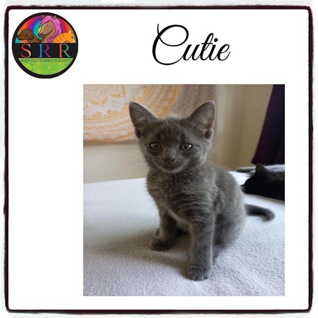 Cutie - Soquilichi Rescue Ranch | Cats & Kittens | Gumtree Australia ...