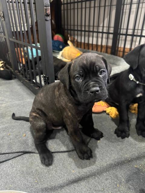 ANKC Cane Corso pure breed puppies | Dogs & Puppies | Gumtree Australia ...