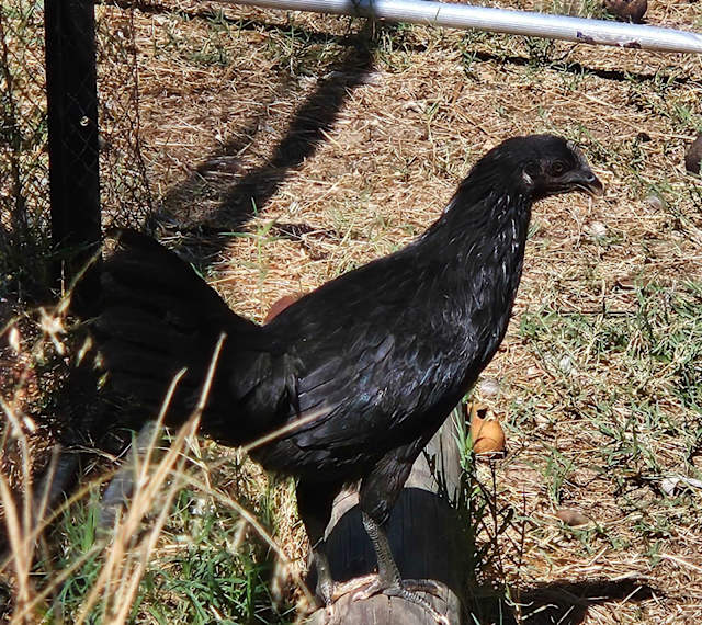 black Sumatran hybrid hens POL | Birds | Gumtree Australia Serpentine ...