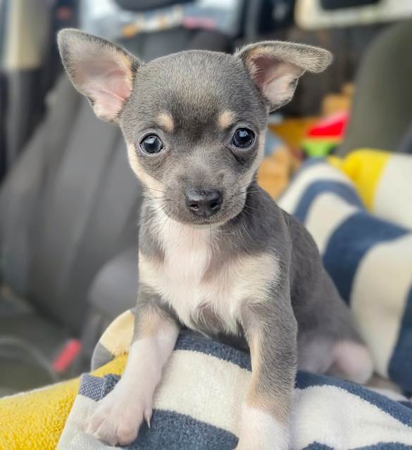 Blue female Chihuahua puppy | Dogs & Puppies | Gumtree Australia ...