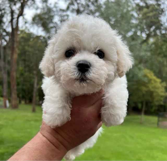 Price Drop Bichoodle, Pure Bichon Frise x Toy Poodle one BOY left ...