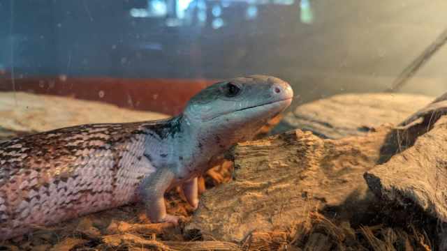 Blue tongue lizard + enclosure | Reptiles & Amphibians | Gumtree ...