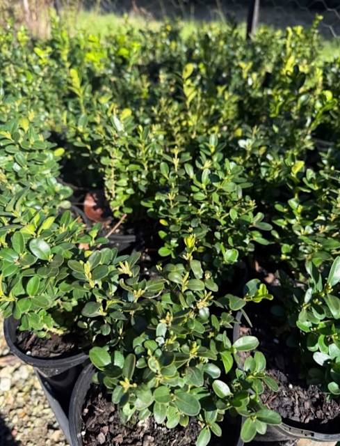 Dutch Box 14cm pots Trade price available Clyde & Dandenong - Plants in ...