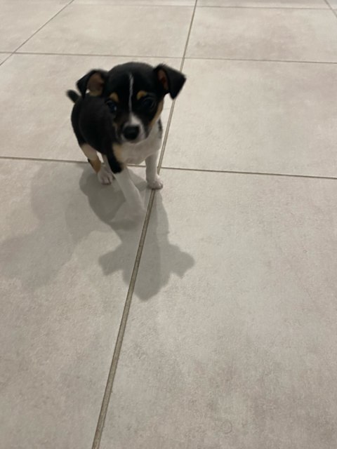 Jack Russell x Chihuahua | Dogs & Puppies | Gumtree Australia Liverpool ...