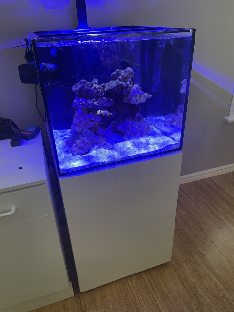 Marine Aquarium full set up | Pet Products | Gumtree Australia Swan Area - Upper Swan | 1332275987