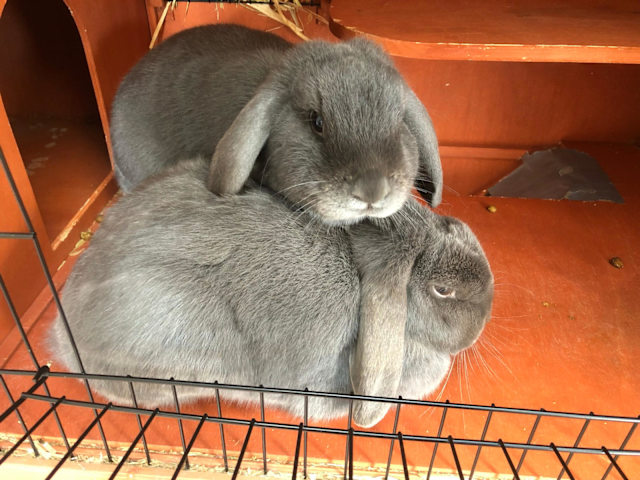 Two bonded Rabbits | Rabbits | Gumtree Australia Lane Cove Area ...
