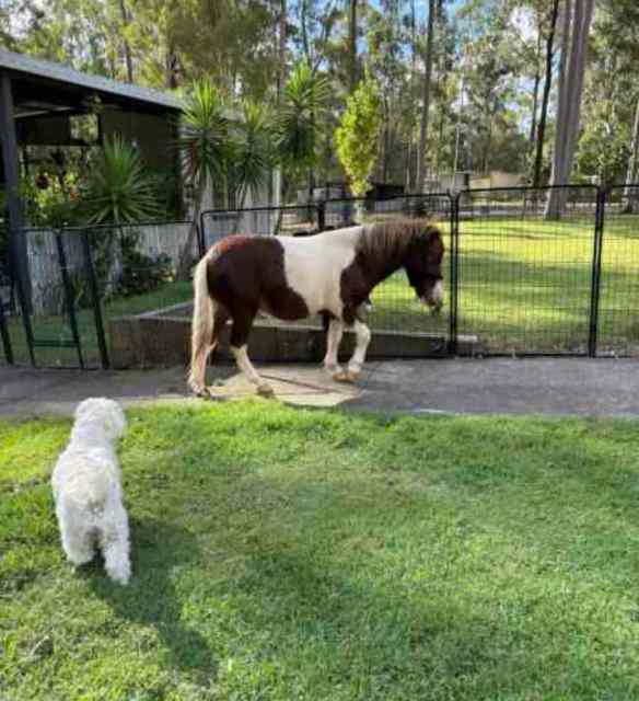 Pony young | Horses & Ponies | Gumtree Australia Logan Area - Jimboomba ...