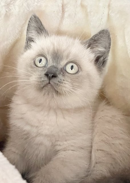British shorthair Blue point RARE Delivered purebred pedigree Kittens ...