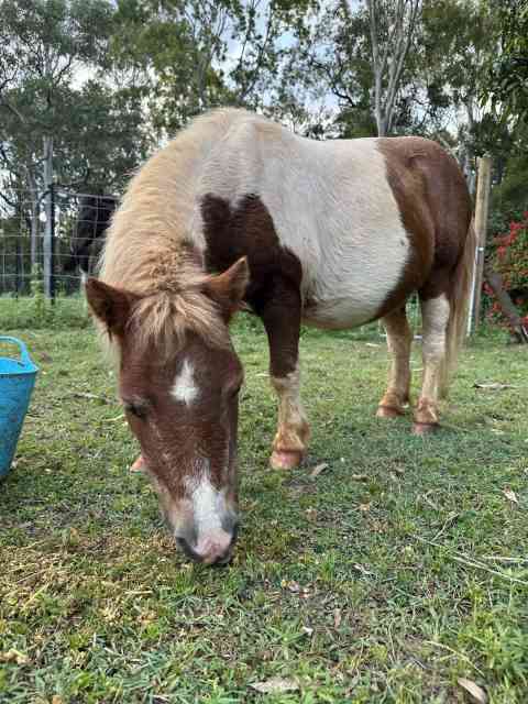 Paint Miniature horse Pregnant | Horses & Ponies | Gumtree Australia ...