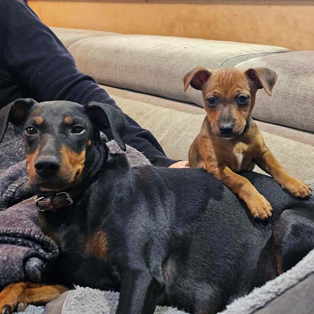 Manchester Terrier x Jack Russell puppies | Dogs & Puppies | Gumtree ...