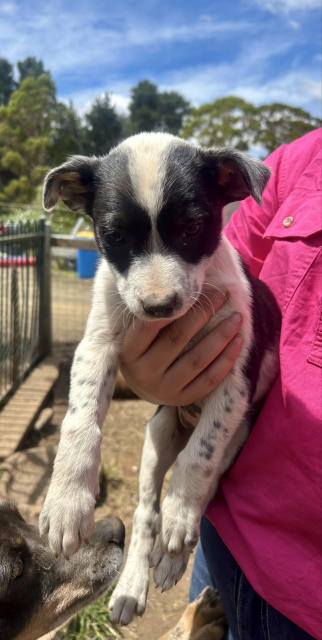 Only 3 girls left | Dogs & Puppies | Gumtree Australia Dorset Area ...