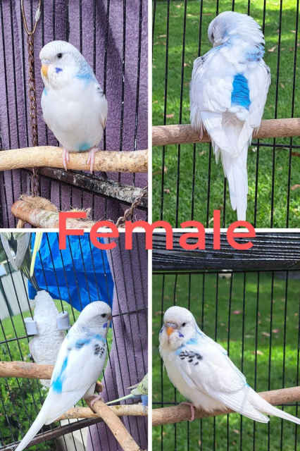 Beautiful Young Budgies | Birds | Gumtree Australia Wyong Area ...
