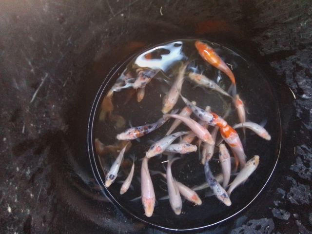 Baby Japanese Koi fish | Fish | Gumtree Australia Clarence Valley ...