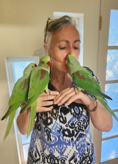 Hand reared Male Alexandrine Babies | Birds | Gumtree Australia ...